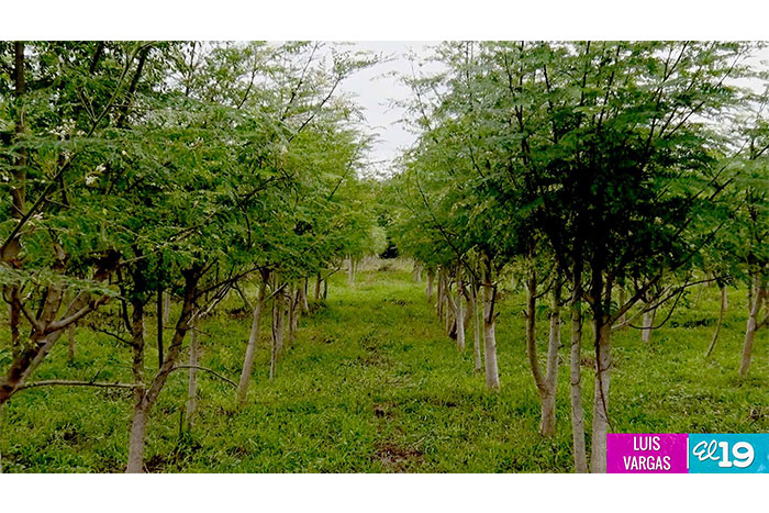 UNA potencia el cultivo y uso del marango