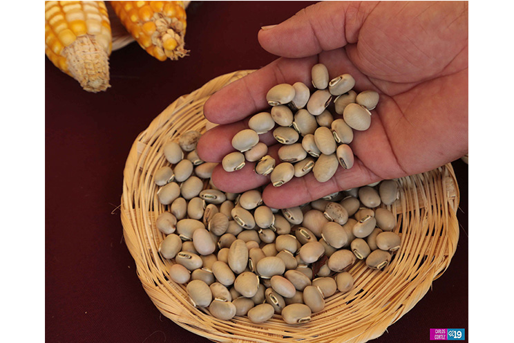 Inta y Fao desarrollan taller de capacidades para garantizar producción ...