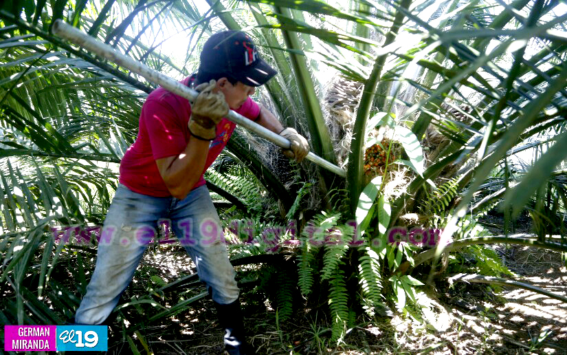 La Palma Africana, el Oro Verde del Caribe Nicaragüense