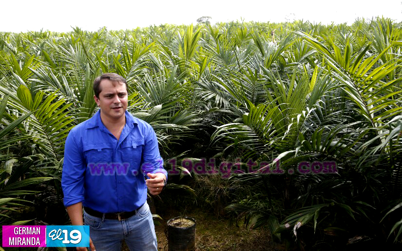 La Palma Africana, el Oro Verde del Caribe Nicaragüense