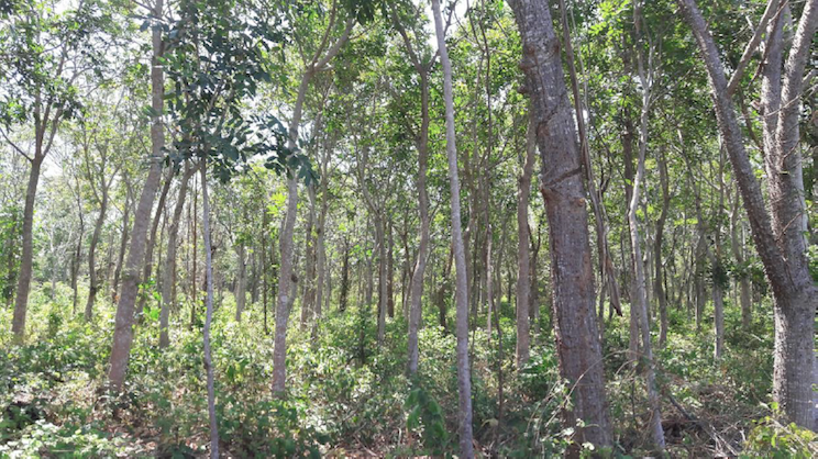 Simplemente Madera: Excelencia en la producción de la madera