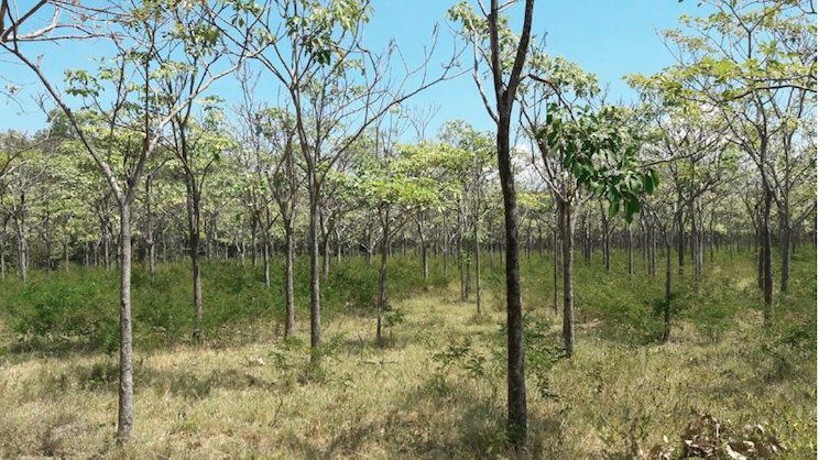 Simplemente Madera: Excelencia en la producción de la madera