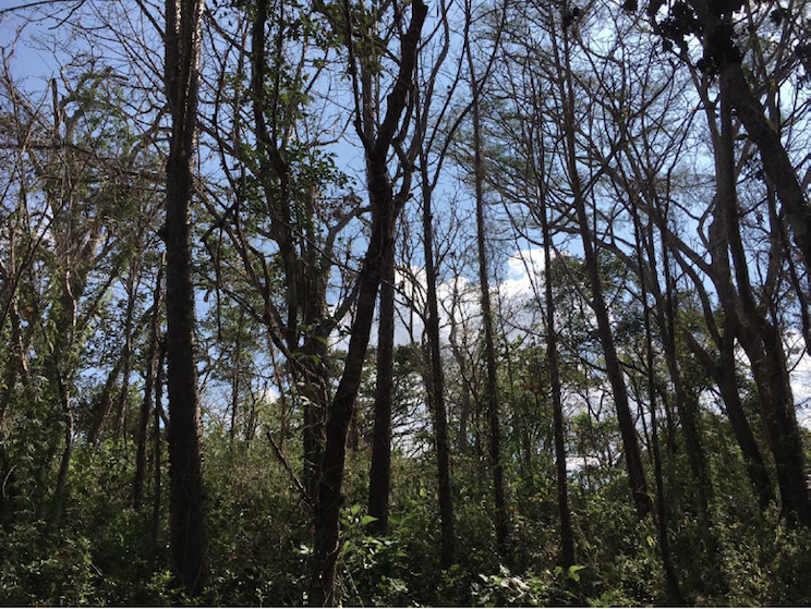 Simplemente Madera: Excelencia en la producción de la madera