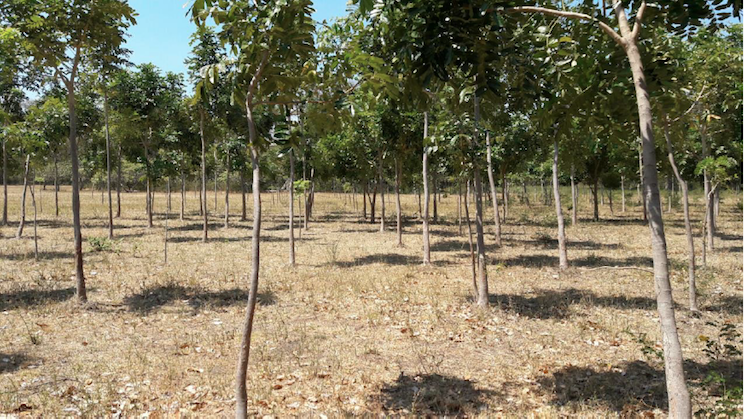 Simplemente Madera: Excelencia en la producción de la madera