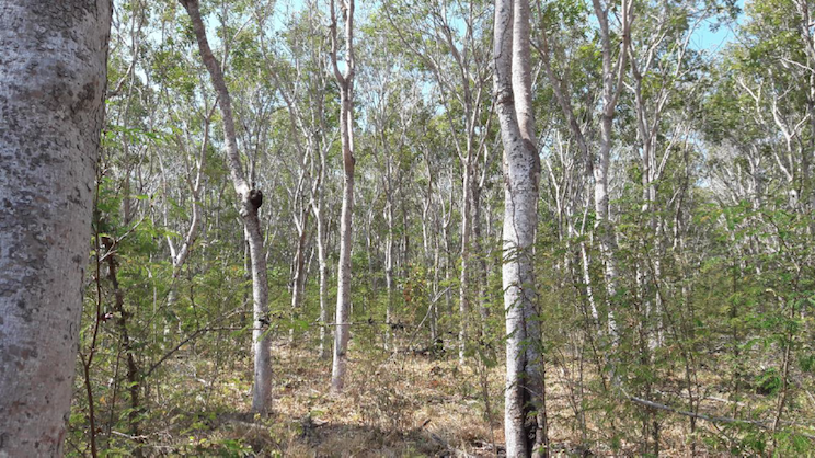 Simplemente Madera: Excelencia en la producción de la madera