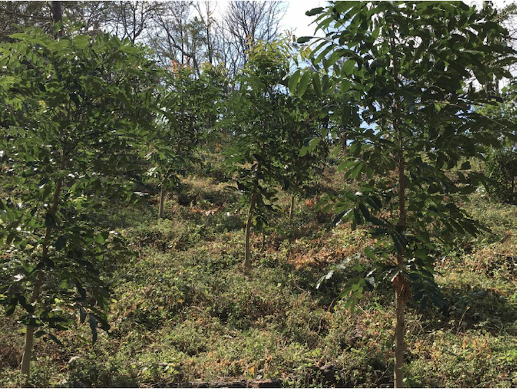 Simplemente Madera: Excelencia en la producción de la madera