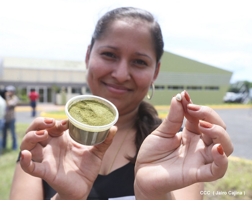 INTA promueve múltiples usos del marango