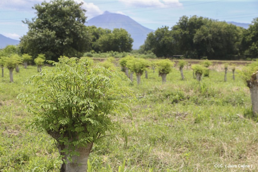 INTA promueve múltiples usos del marango