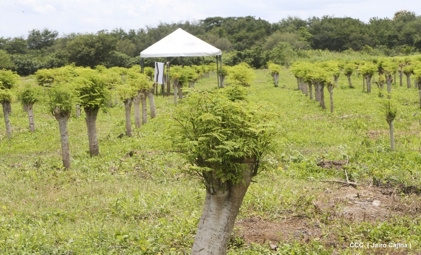 INTA promueve múltiples usos del marango