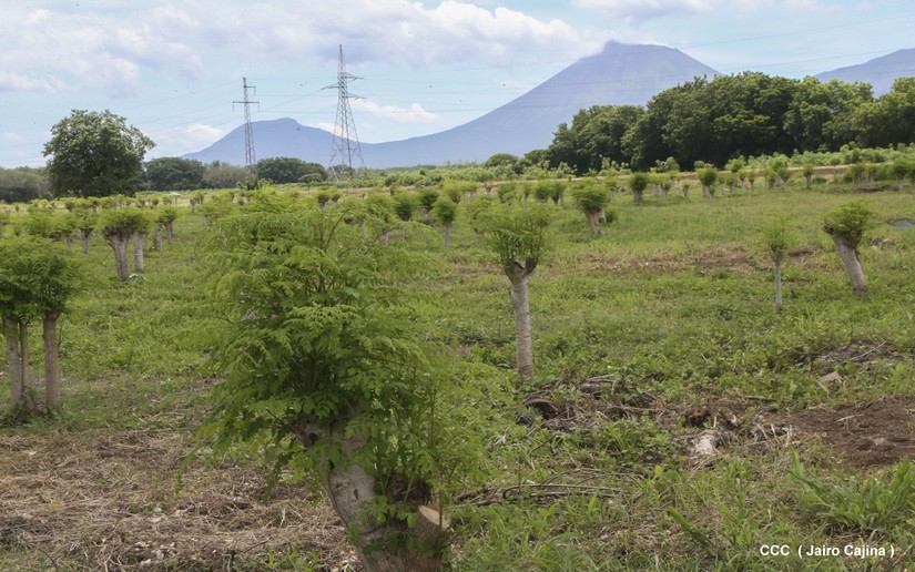 INTA promueve múltiples usos del marango