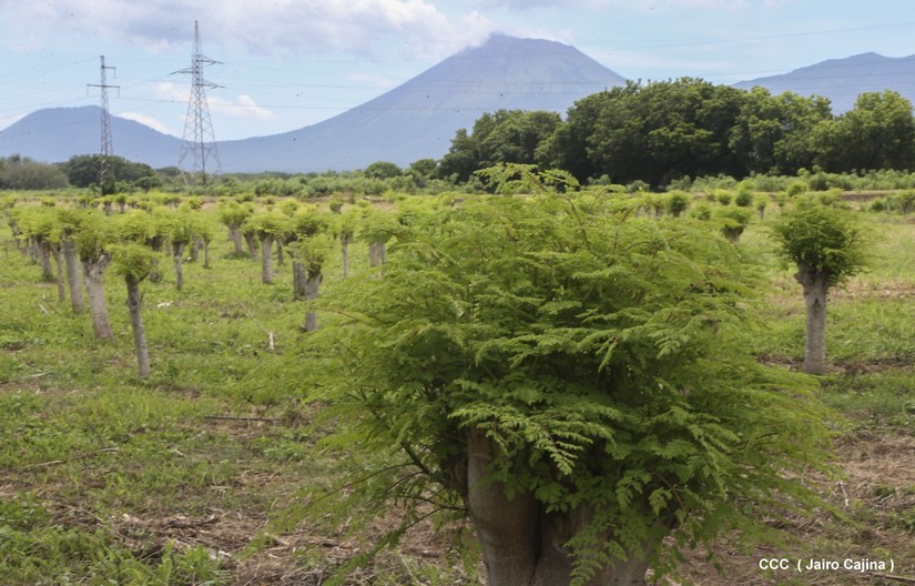 INTA promueve múltiples usos del marango