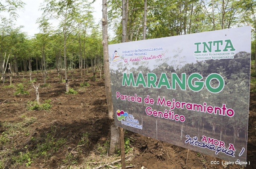 INTA promueve múltiples usos del marango