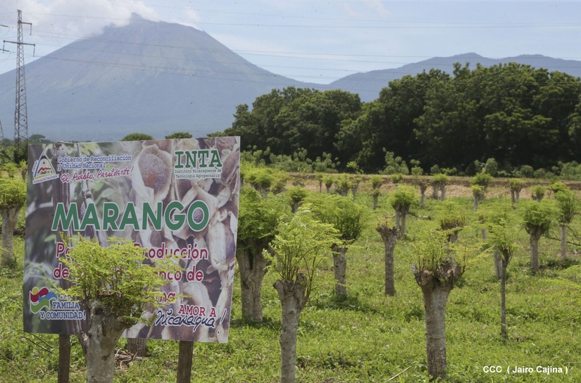 INTA promueve múltiples usos del marango
