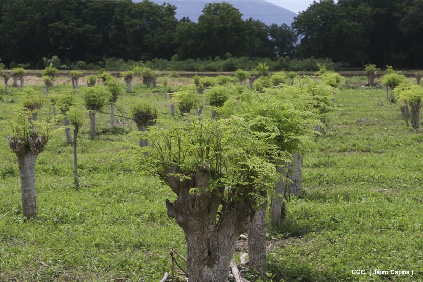 INTA promueve múltiples usos del marango