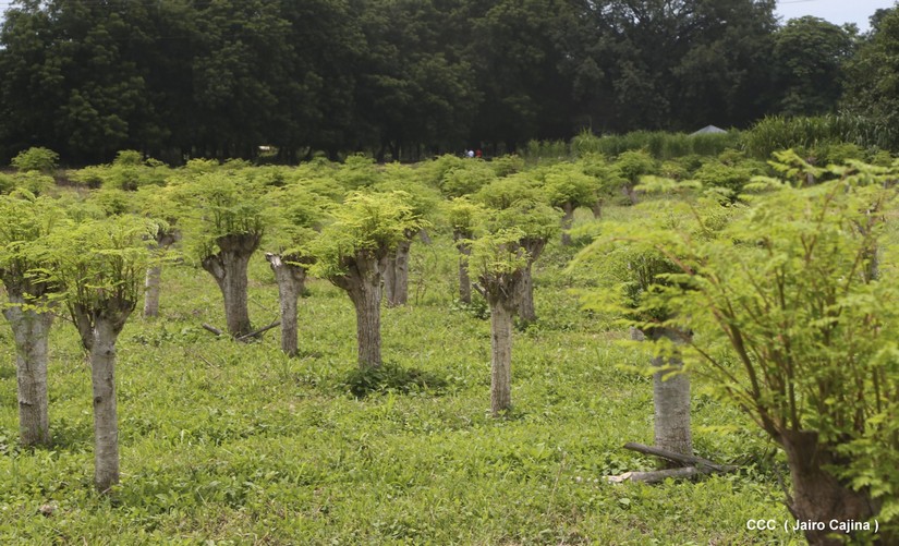 INTA promueve múltiples usos del marango