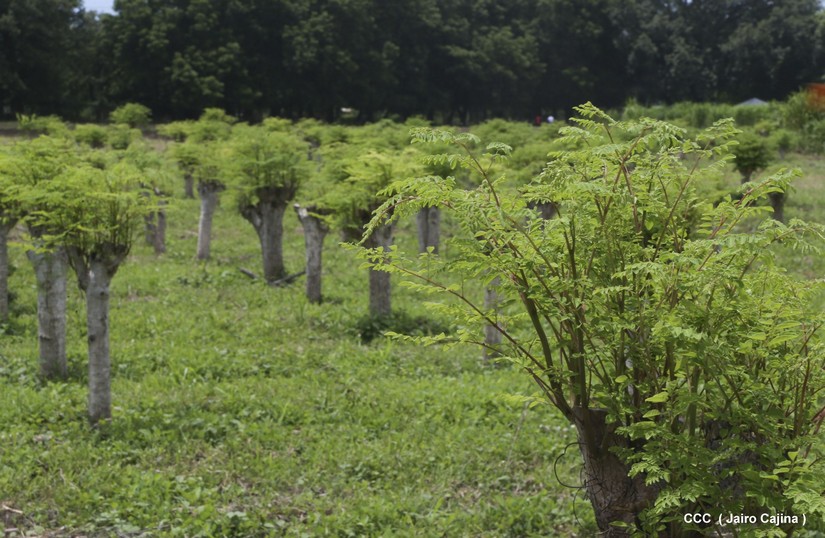 INTA promueve múltiples usos del marango