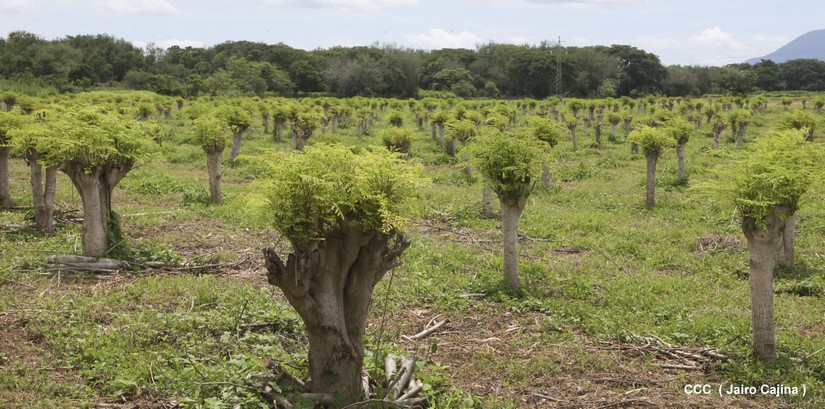 INTA promueve múltiples usos del marango