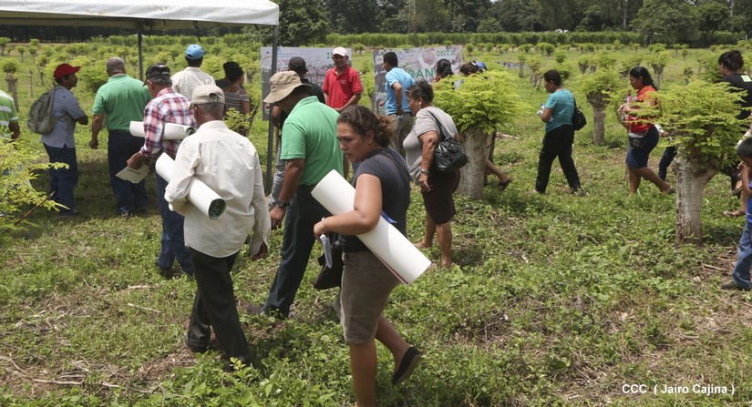 INTA promueve múltiples usos del marango