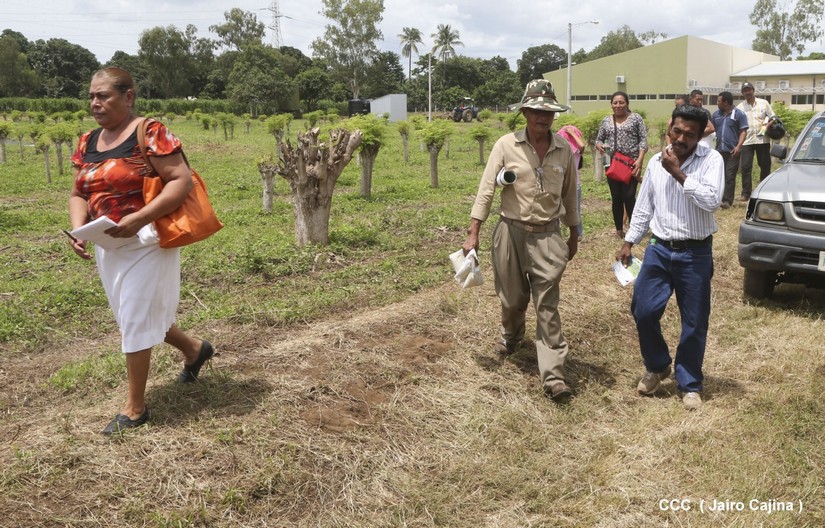 INTA promueve múltiples usos del marango