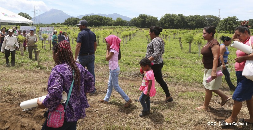 INTA promueve múltiples usos del marango