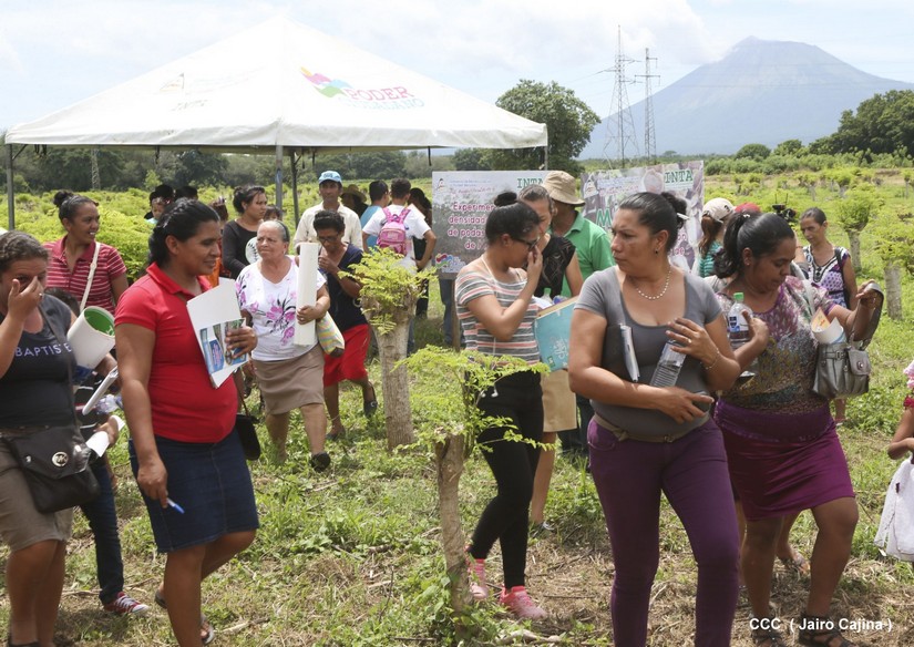 INTA promueve múltiples usos del marango