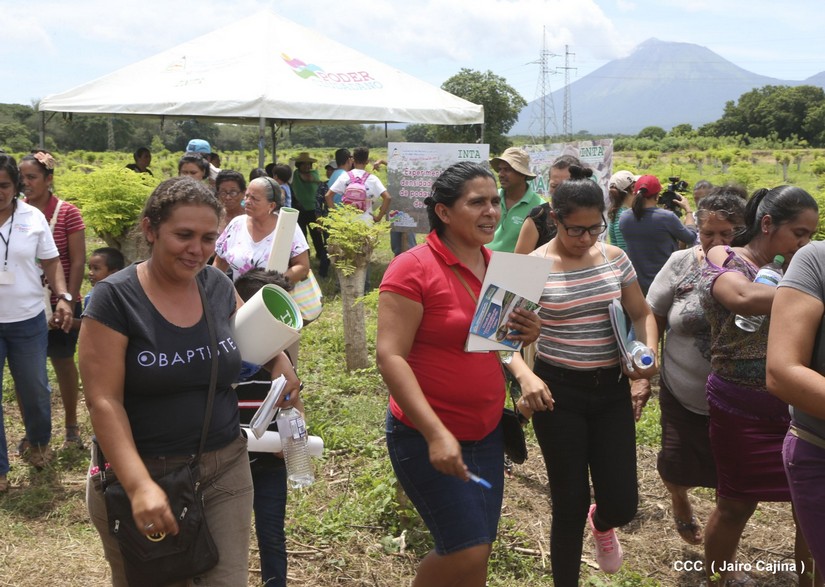 INTA promueve múltiples usos del marango