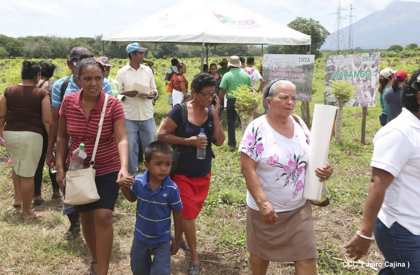 INTA promueve múltiples usos del marango