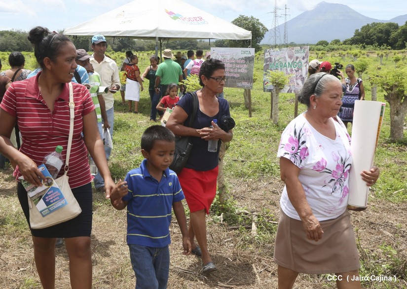 INTA promueve múltiples usos del marango