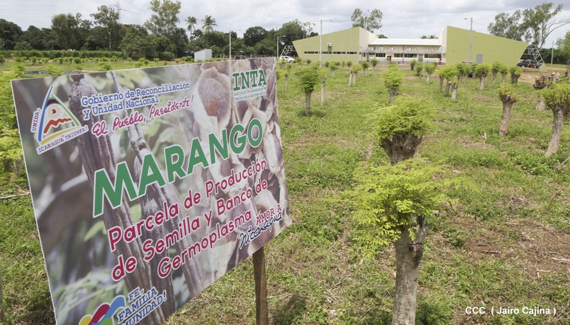 INTA promueve múltiples usos del marango