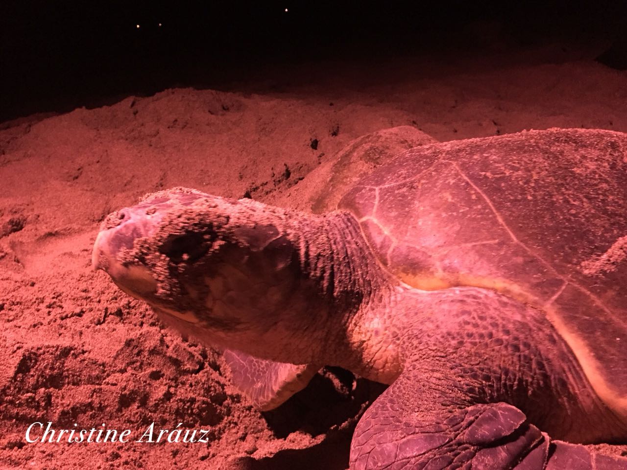 Arribada masiva de tortugas en playa la Flor