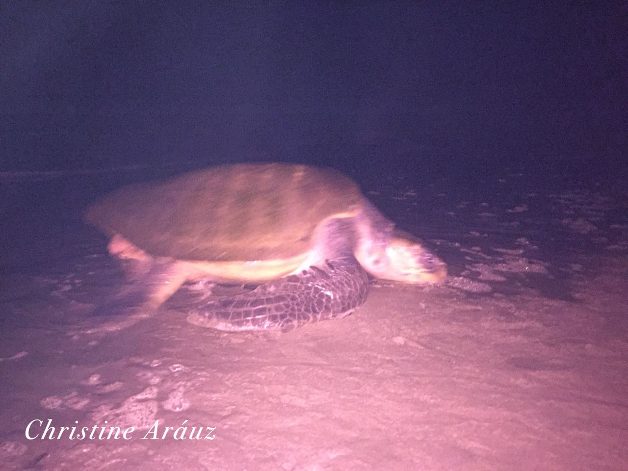Arribada masiva de tortugas en playa la Flor