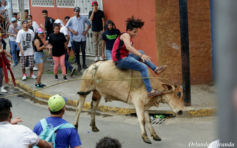 San José Oriental festeja 25 años de las tradicionales Vacas Culonas