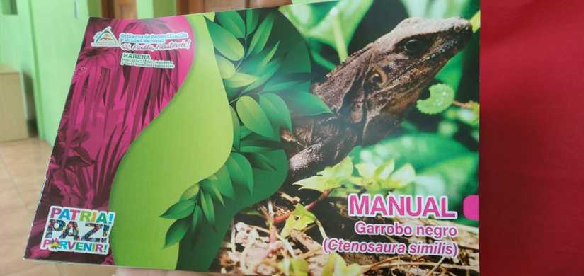 Marena presenta manual para la reproducción del garrobo negro