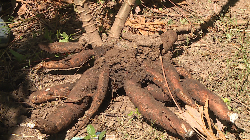 INTA presenta manual para la cosecha de yuca a productores de Managua