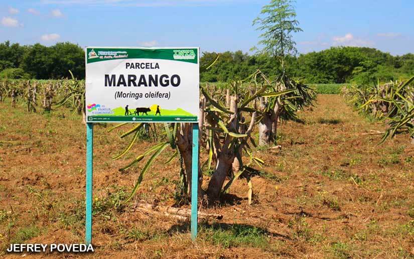 Dedican congreso sobre marango al Comandante Fidel Castro