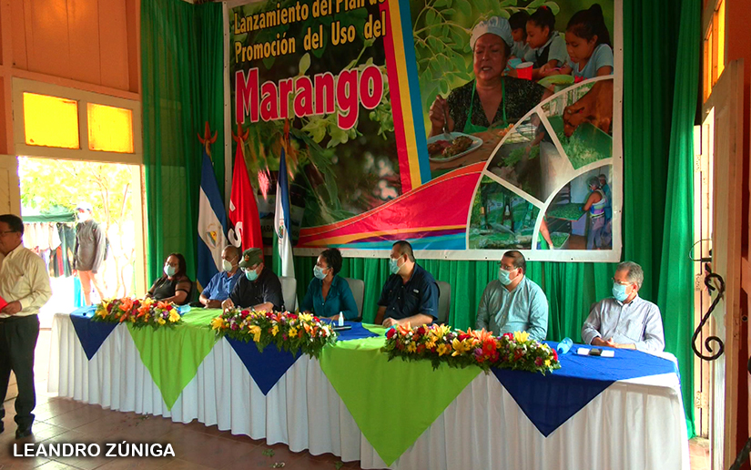 Inta lanza plan de promoción del uso del marango en Nagarote