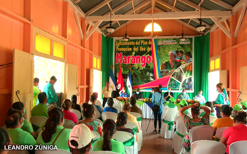 Inta lanza plan de promoción del uso del marango en Nagarote