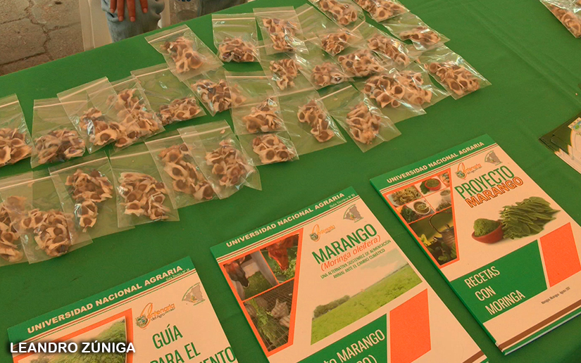 Inta lanza plan de promoción del uso del marango en Nagarote