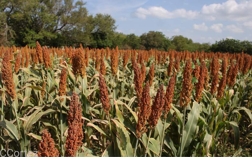 INTA presenta nuevas variedades de sorgo rojo de alta calidad industrial
