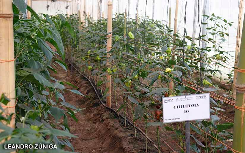 El CNIA potencia el campo para fomentar la seguridad alimentaria en ...