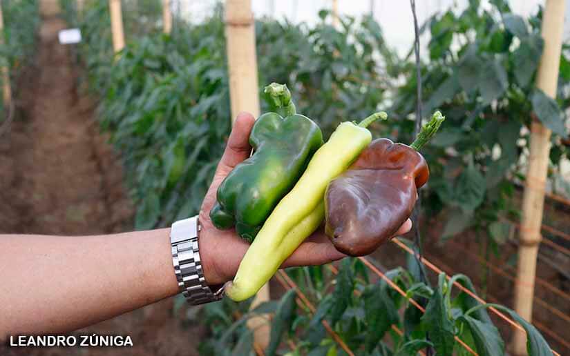 El CNIA potencia el campo para fomentar la seguridad alimentaria en ...