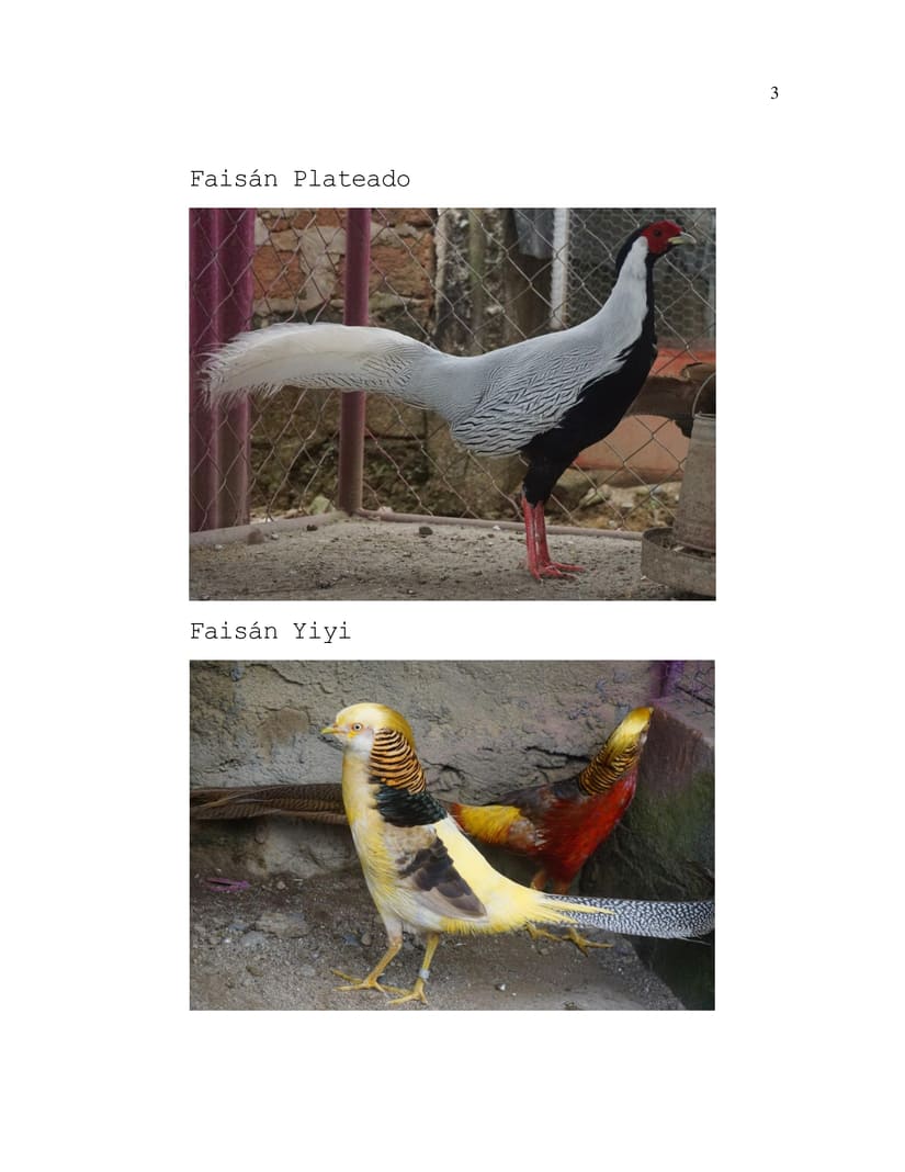 Gobierno de Nicaragua realiza visita de "El criadero San Pedrano"