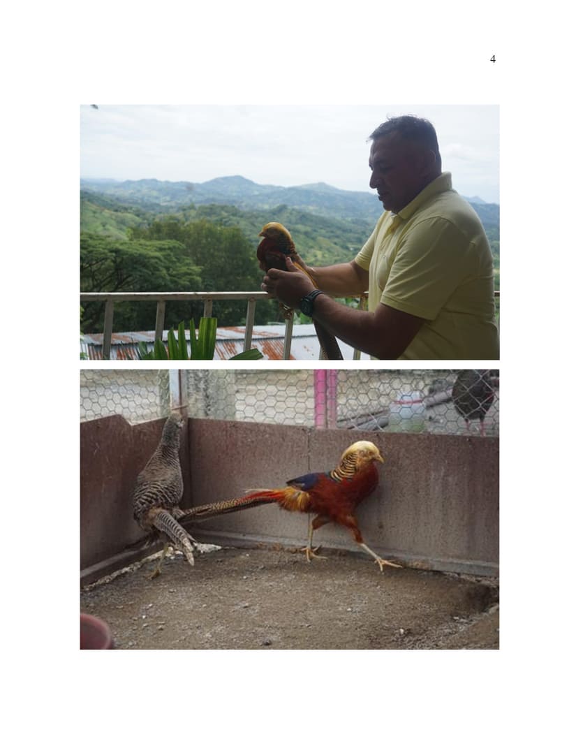 Gobierno de Nicaragua realiza visita de "El criadero San Pedrano"