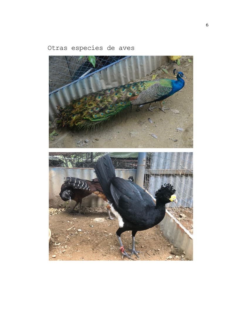 Gobierno de Nicaragua realiza visita de "El criadero San Pedrano"