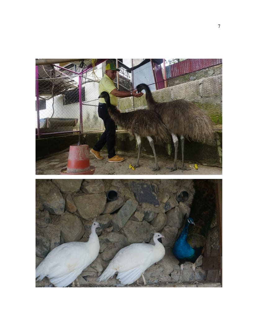 Gobierno de Nicaragua realiza visita de "El criadero San Pedrano"