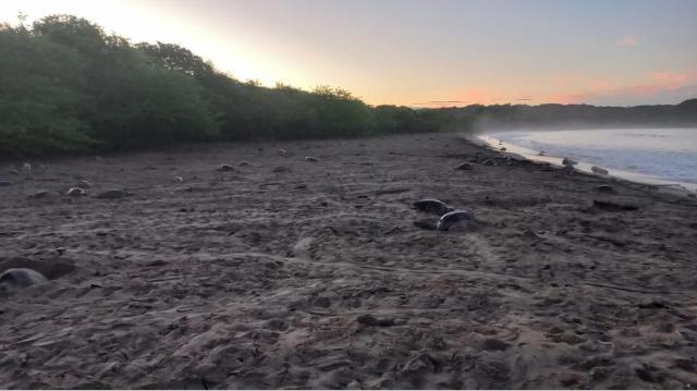 Tortugas marinas arriban a playa La Flor en Rivas