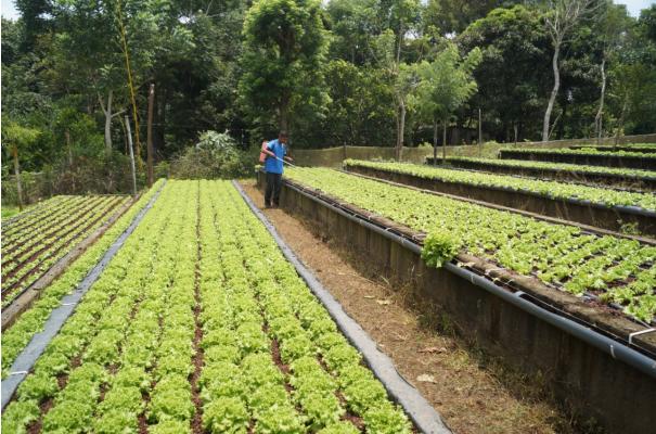 Gobierno visita Finca El Tempisque que trabaja en producción de lechuga hidropónica