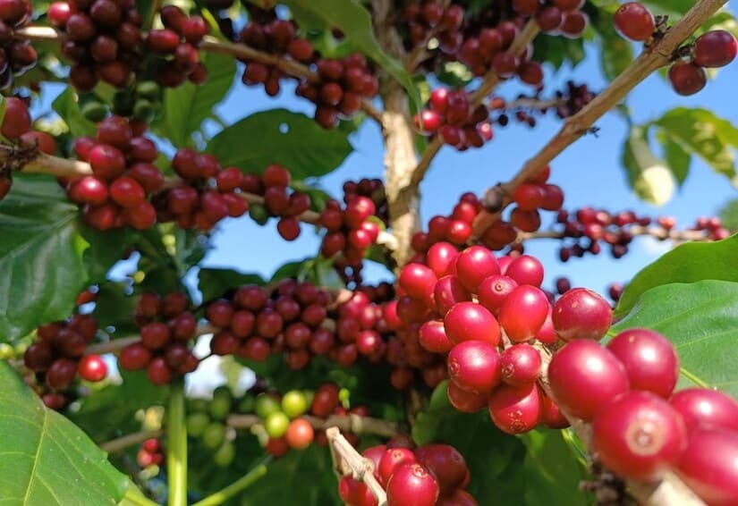 Así es la cosecha de café en la comunidad Santa Isabel de Jinotega