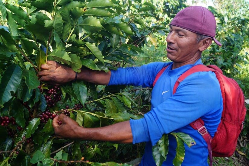 Así es la cosecha de café en la comunidad Santa Isabel de Jinotega