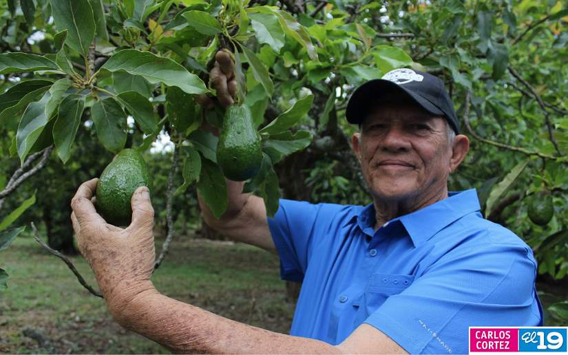 Nicaragua: En auge cultivo y exportaciones de aguacate